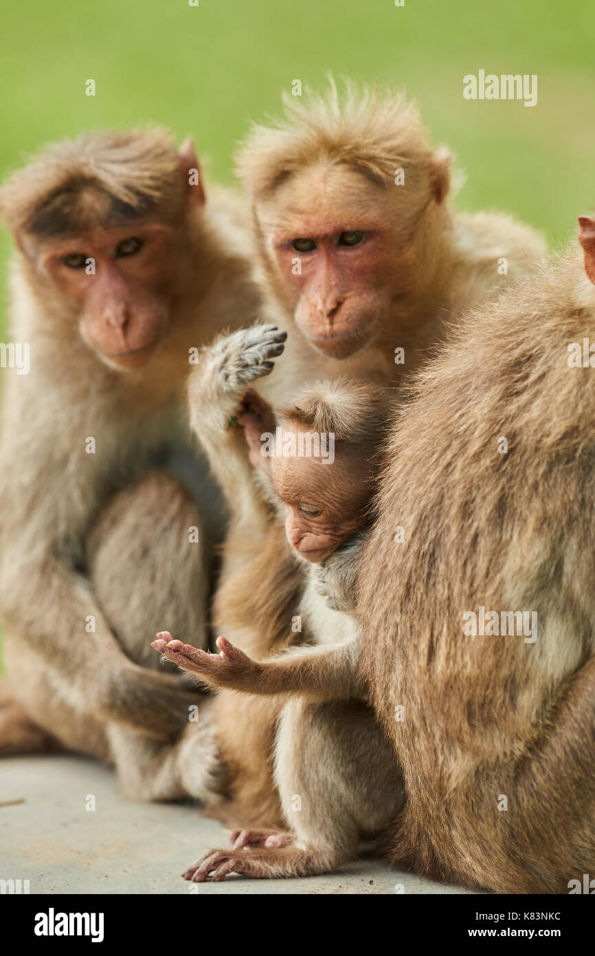 Mother with young children Bonnet macaque monkey. Tender scene, embrace ...