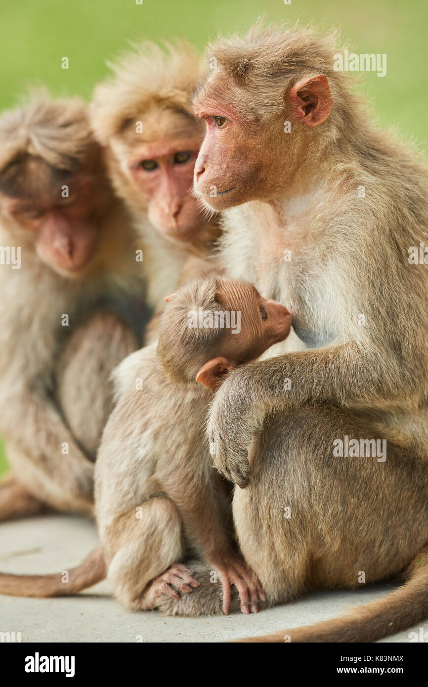 Mother with young children Bonnet macaque monkey. Tender scene, embrace ...