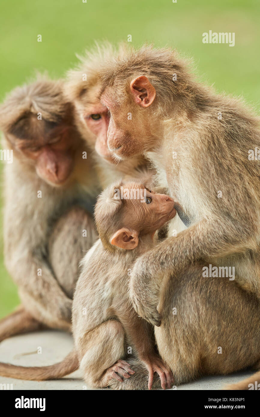 Mother with young children Bonnet macaque monkey. Tender scene, embrace ...