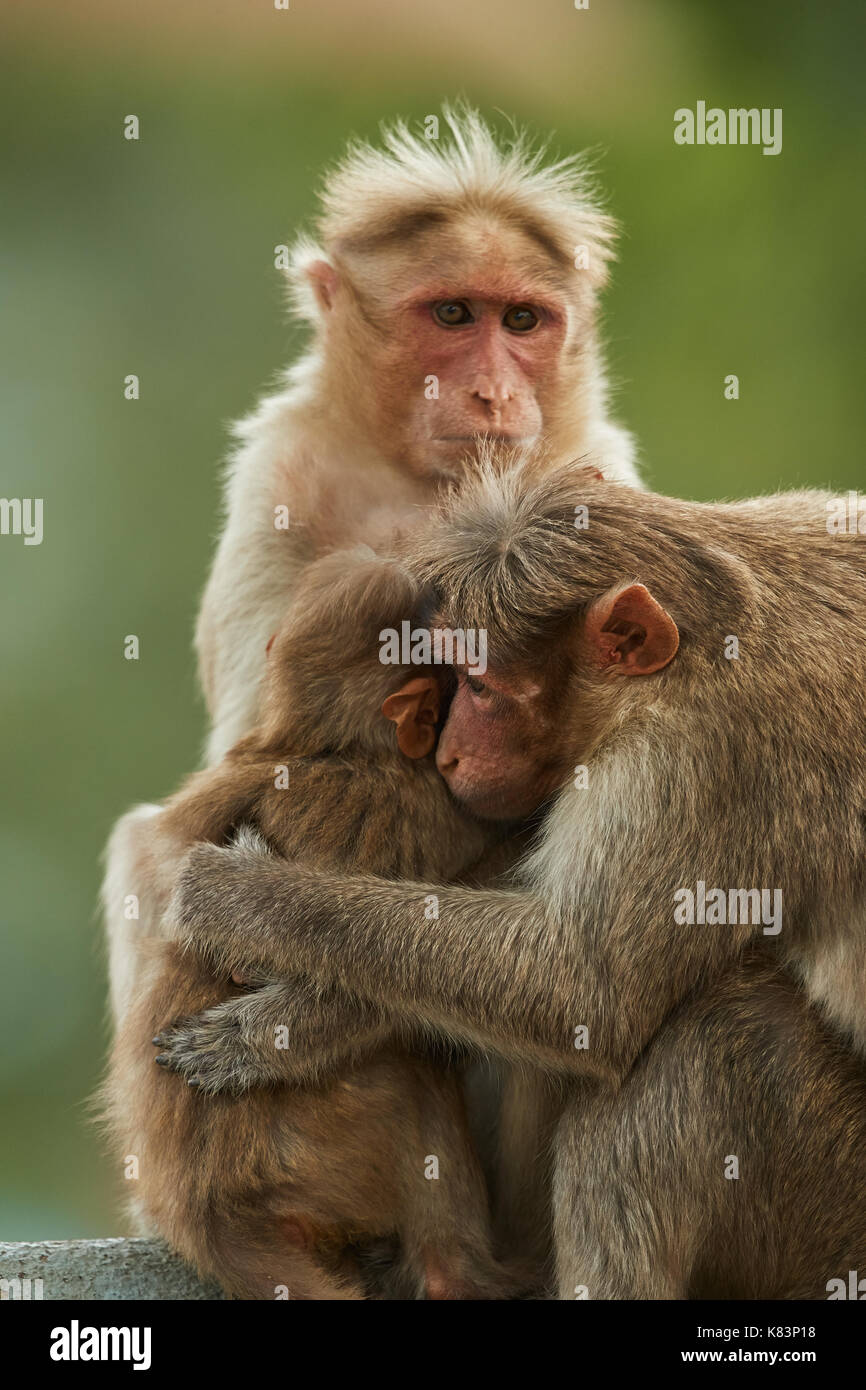 Mother with young children Bonnet macaque monkey. Tender scene, embrace ...