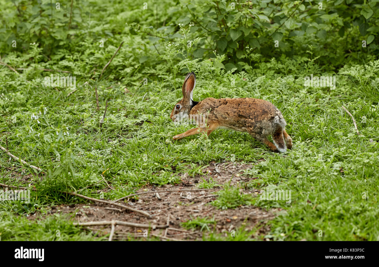 Black naped / Indian Hare Lepus nigricollis / Rabbit Stock Photo - Alamy