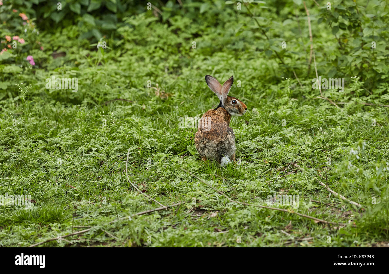Black naped / Indian Hare Lepus nigricollis / Rabbit Stock Photo - Alamy