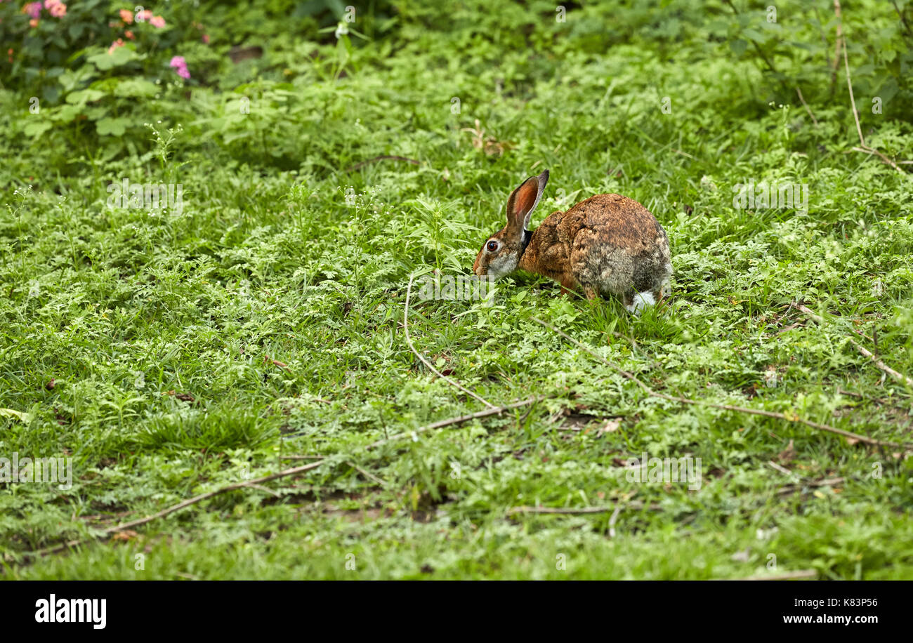 Black naped / Indian Hare Lepus nigricollis / Rabbit Stock Photo - Alamy