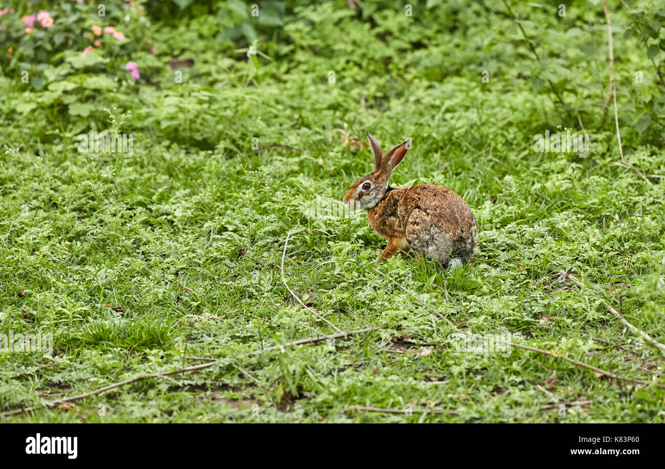 Black naped / Indian Hare Lepus nigricollis / Rabbit Stock Photo - Alamy