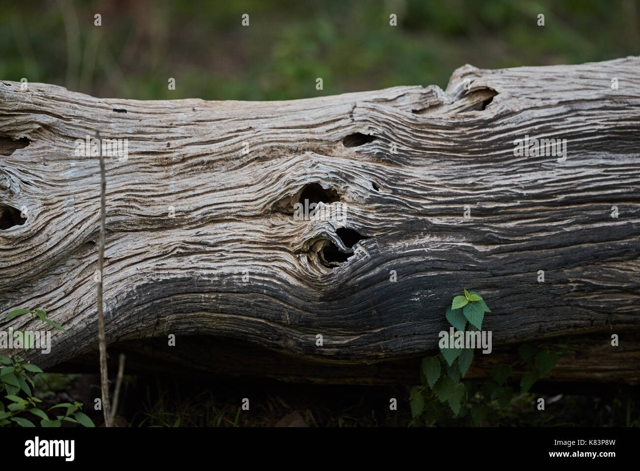 Uprooted trees. Fallen tree in the forest. Forest landscape. The roots ...