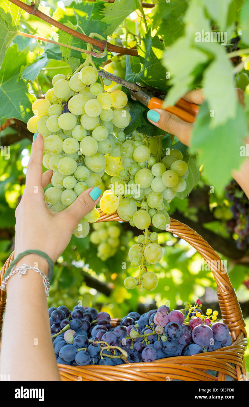 Female hand picking grapes by cutting the plant with scissors Stock Photo - Alamy