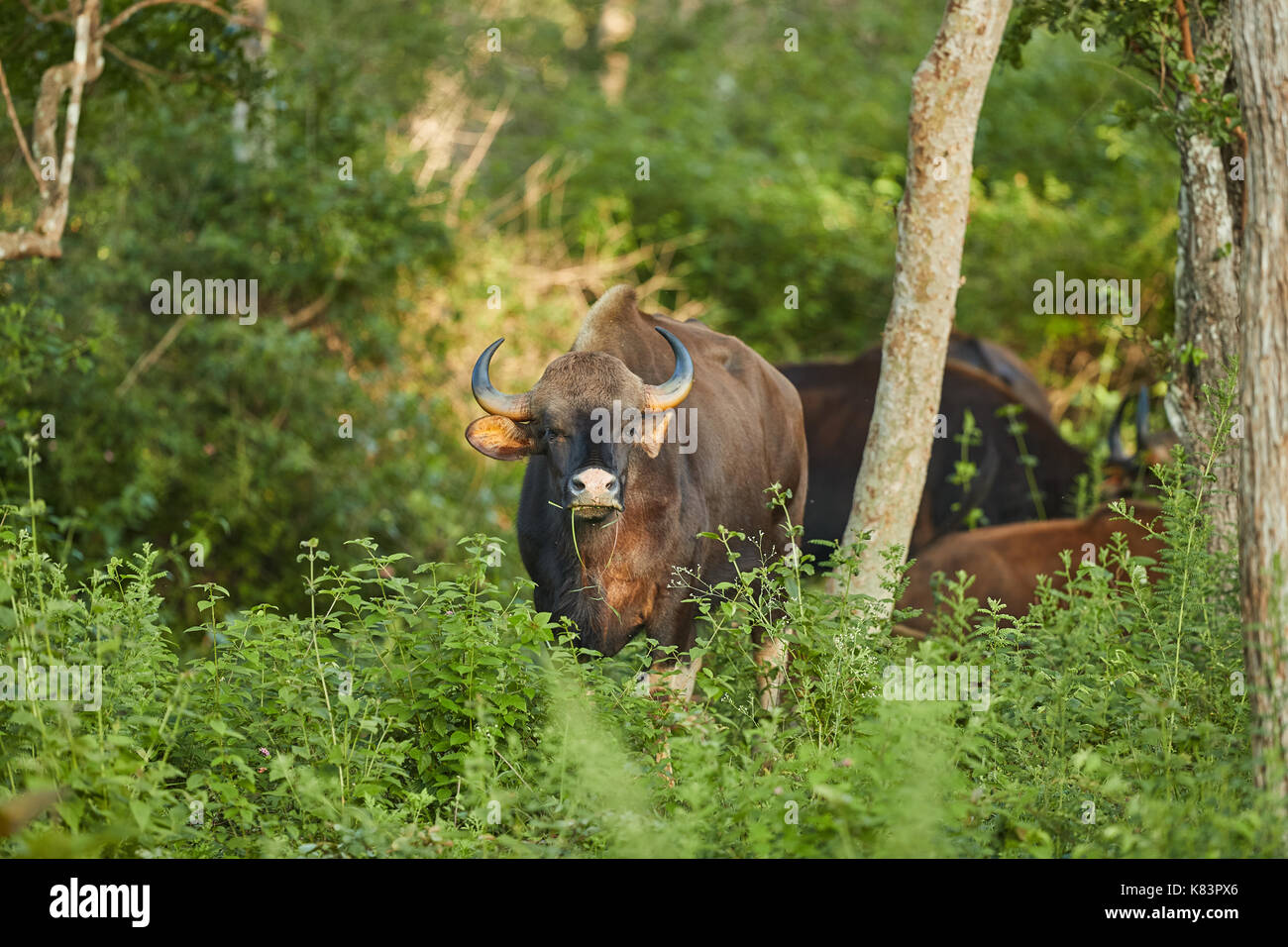 Gaur also called Indian bison, is the largest extant bovine, native to ...