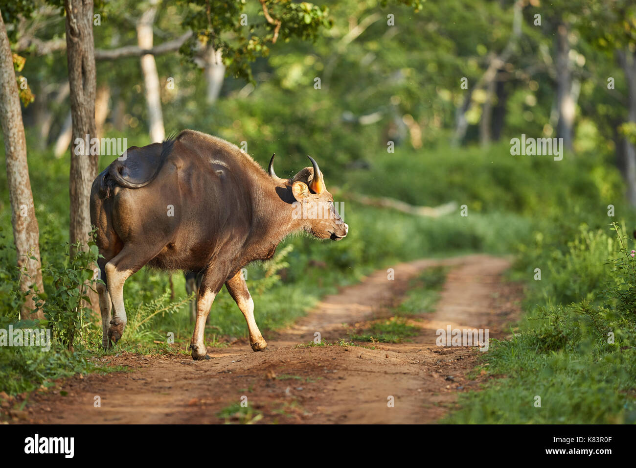 Gaur also called Indian bison, is the largest extant bovine, native to ...