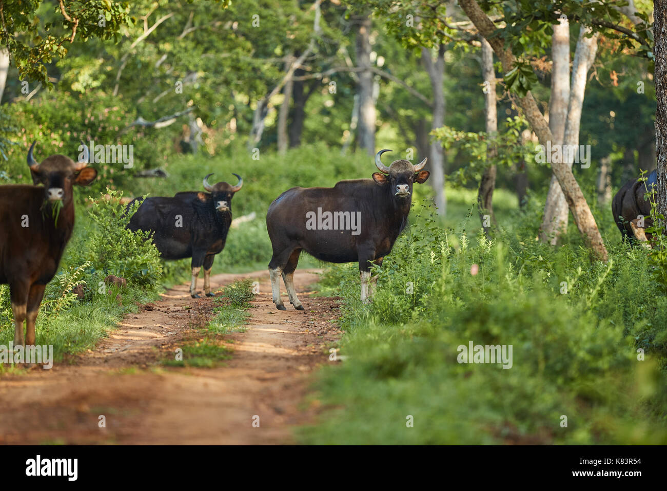 Gaur also called Indian bison, is the largest extant bovine, native to ...