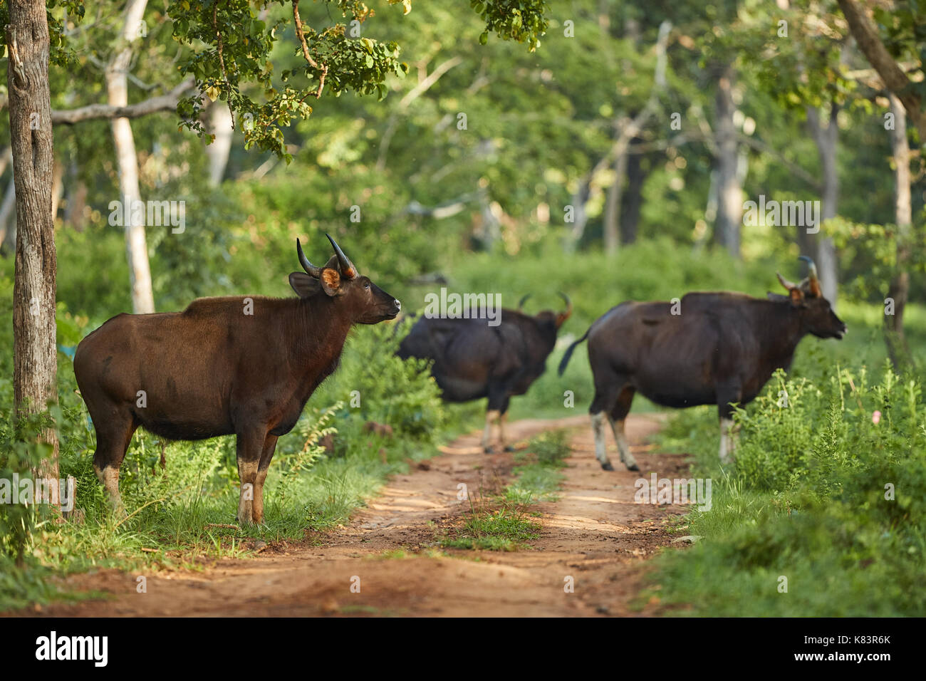 Gaur also called Indian bison, is the largest extant bovine, native to ...