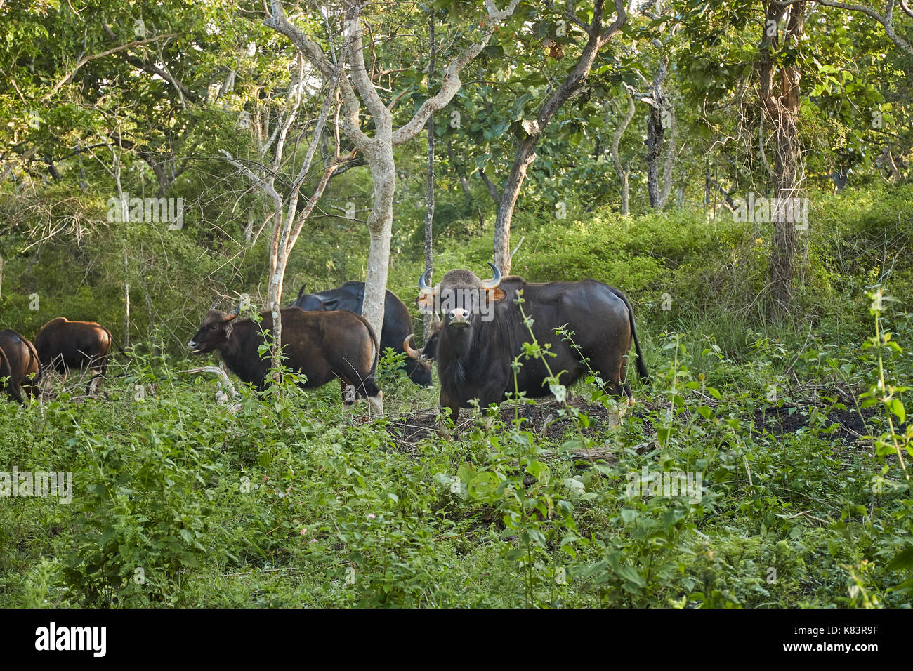 Gaur also called Indian bison, is the largest extant bovine, native to ...