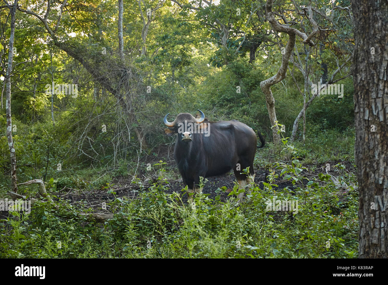 Gaur also called Indian bison, is the largest extant bovine, native to ...