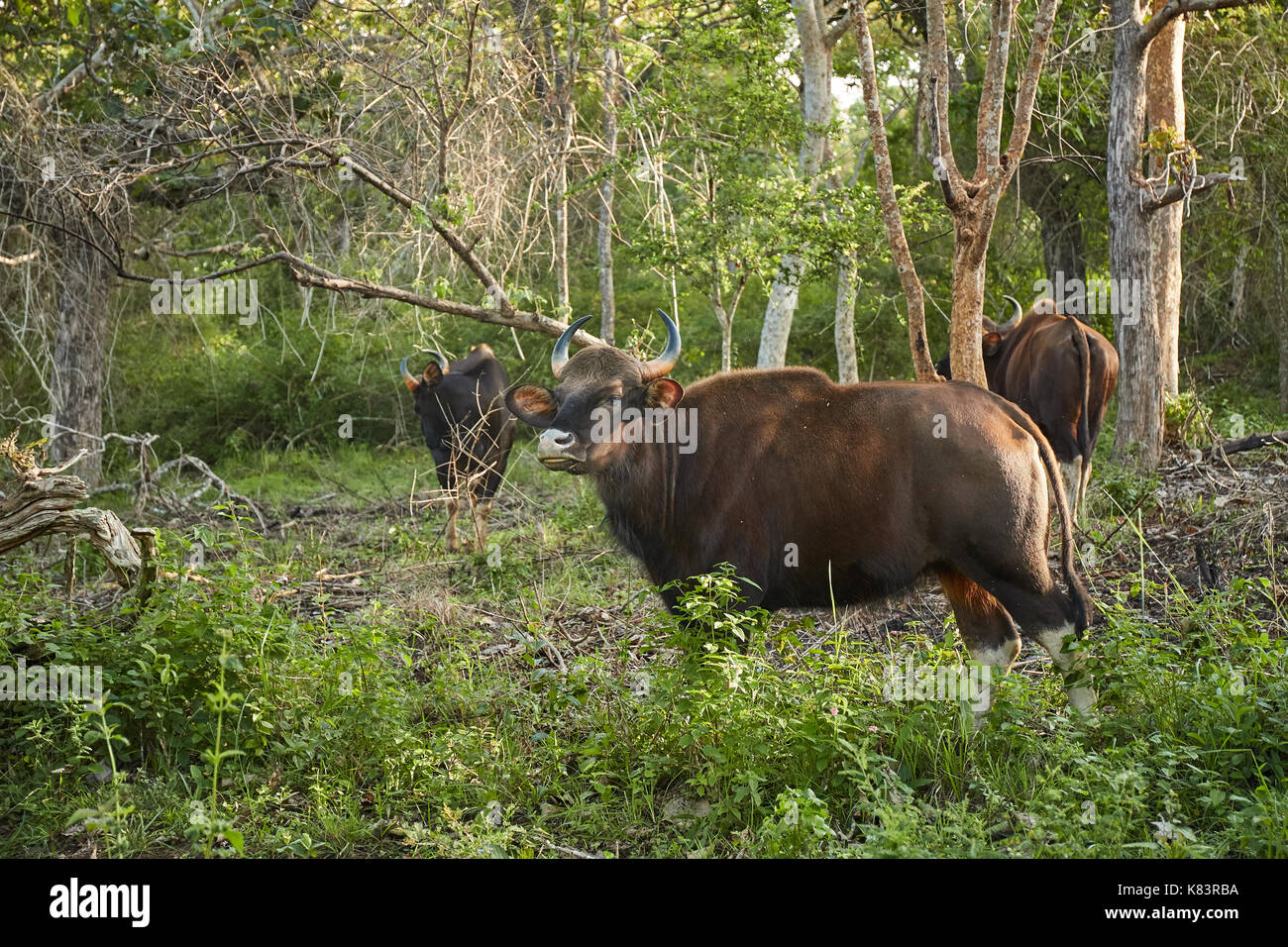 Gaur also called Indian bison, is the largest extant bovine, native to ...