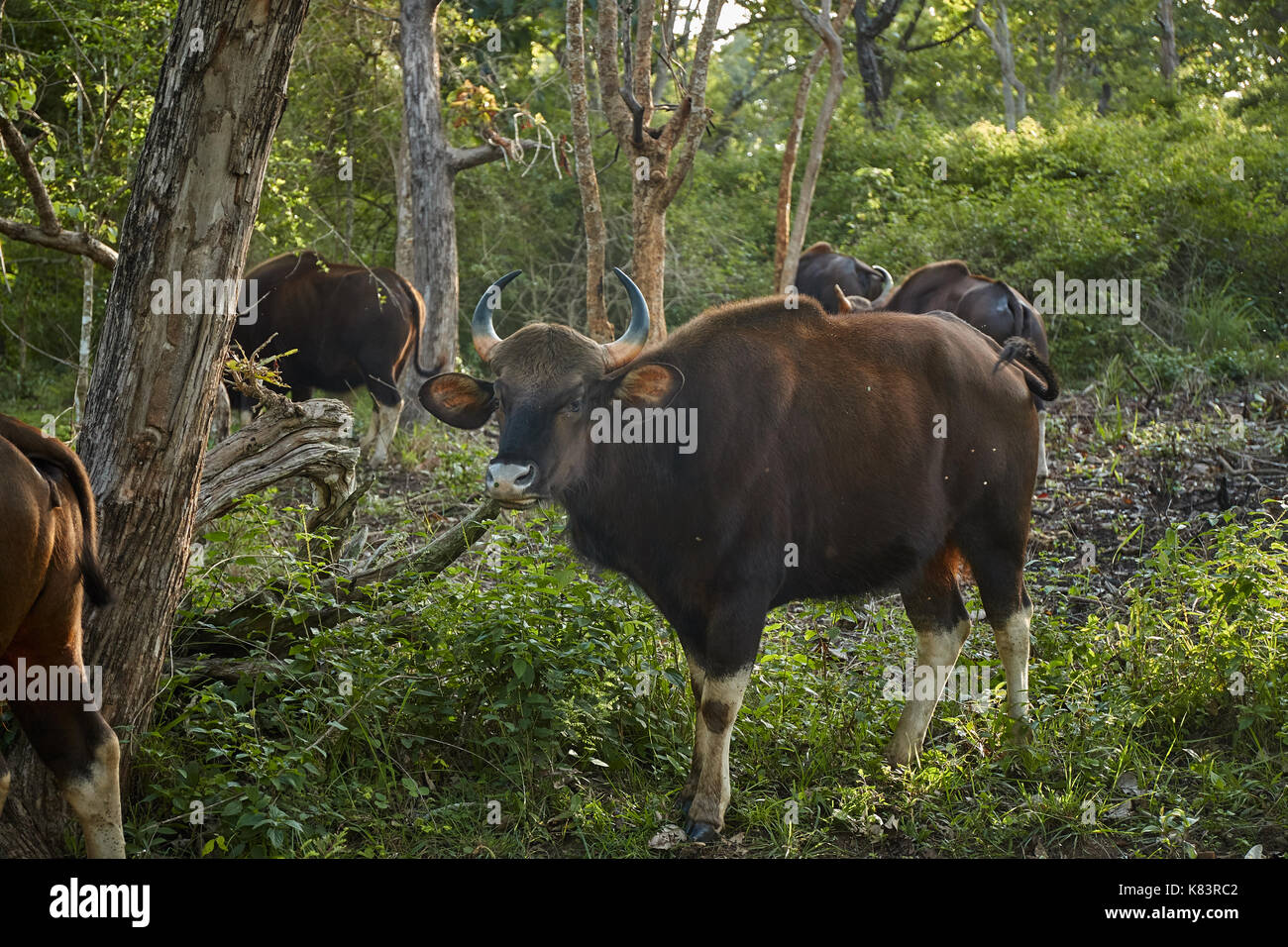 A wild gaur in Indian Safari. Gaur is a large bovine native to South ...