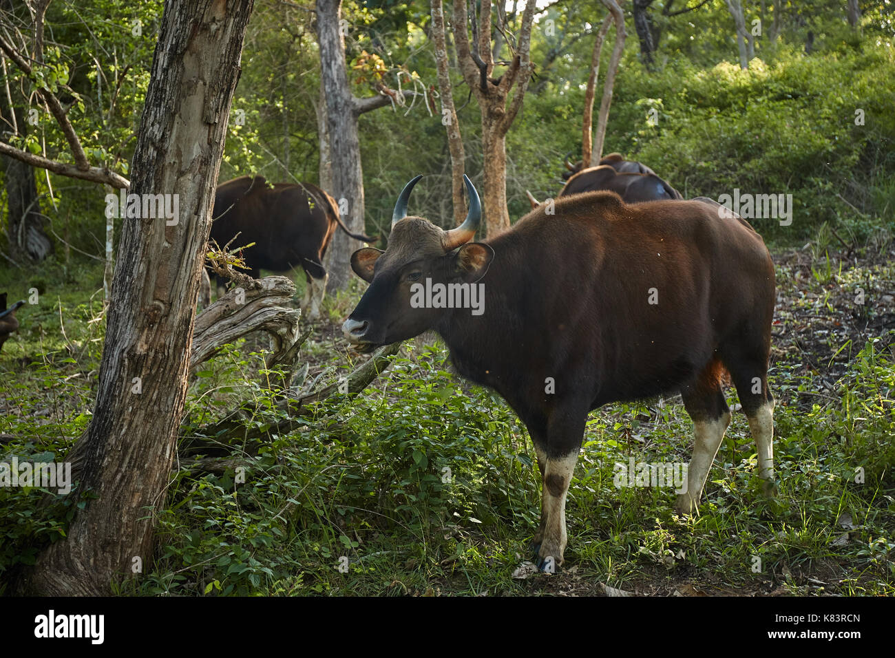 Gaur also called Indian bison, is the largest extant bovine, native to ...