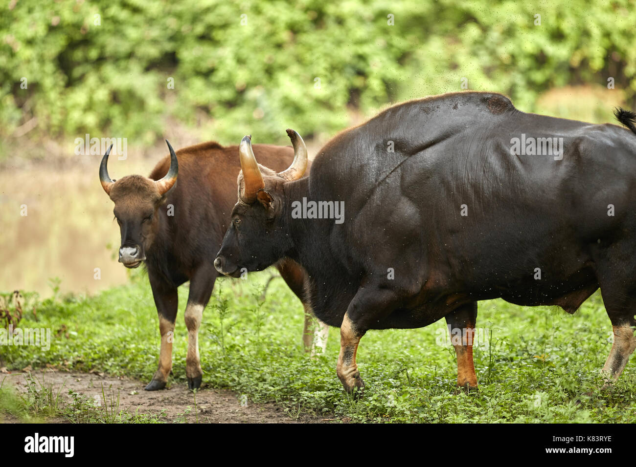 Gaur also called Indian bison, is the largest extant bovine, native to ...