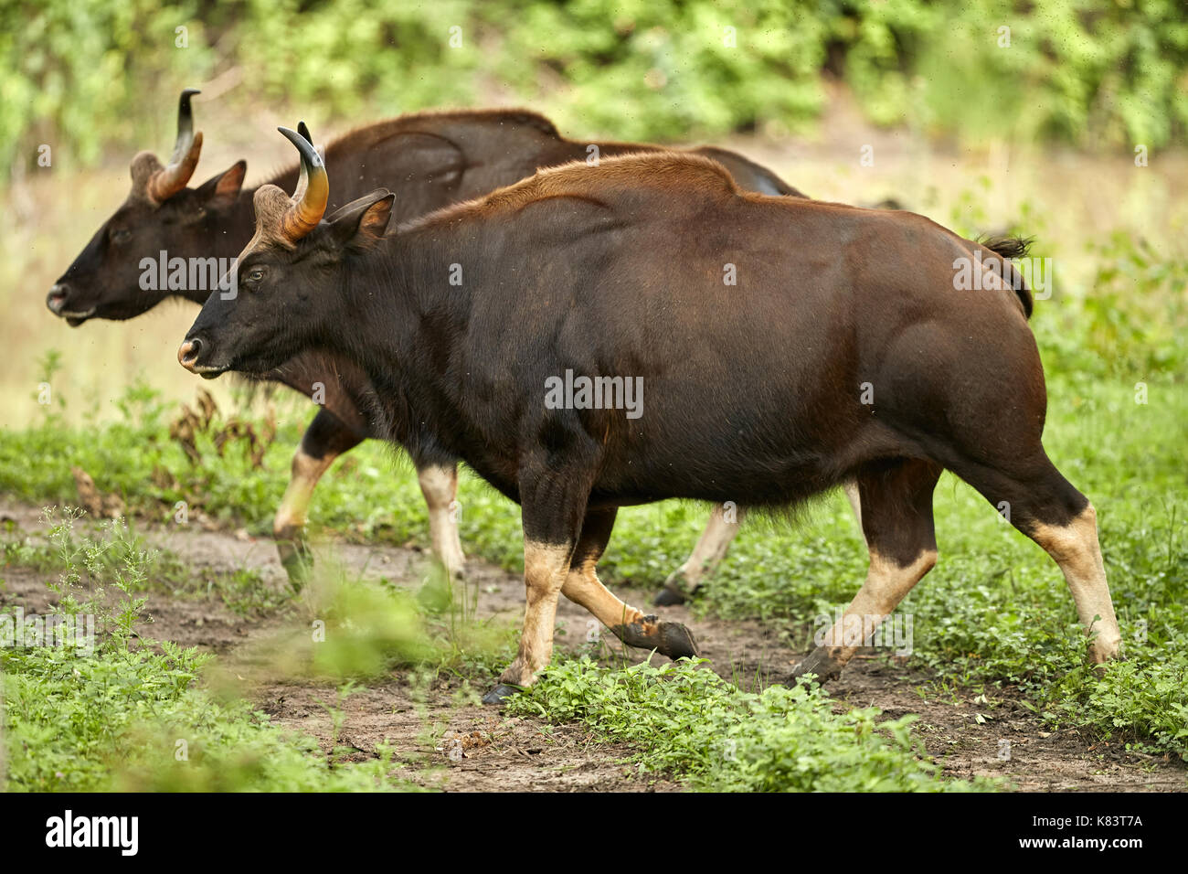 Gaur also called Indian bison, is the largest extant bovine, native to ...