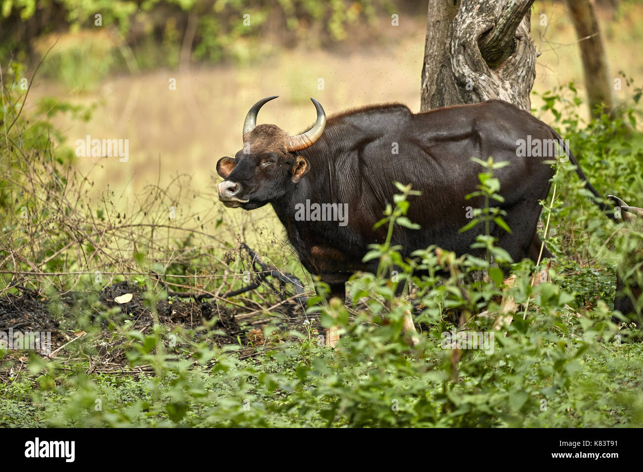 Gaur also called Indian bison, is the largest extant bovine, native to ...