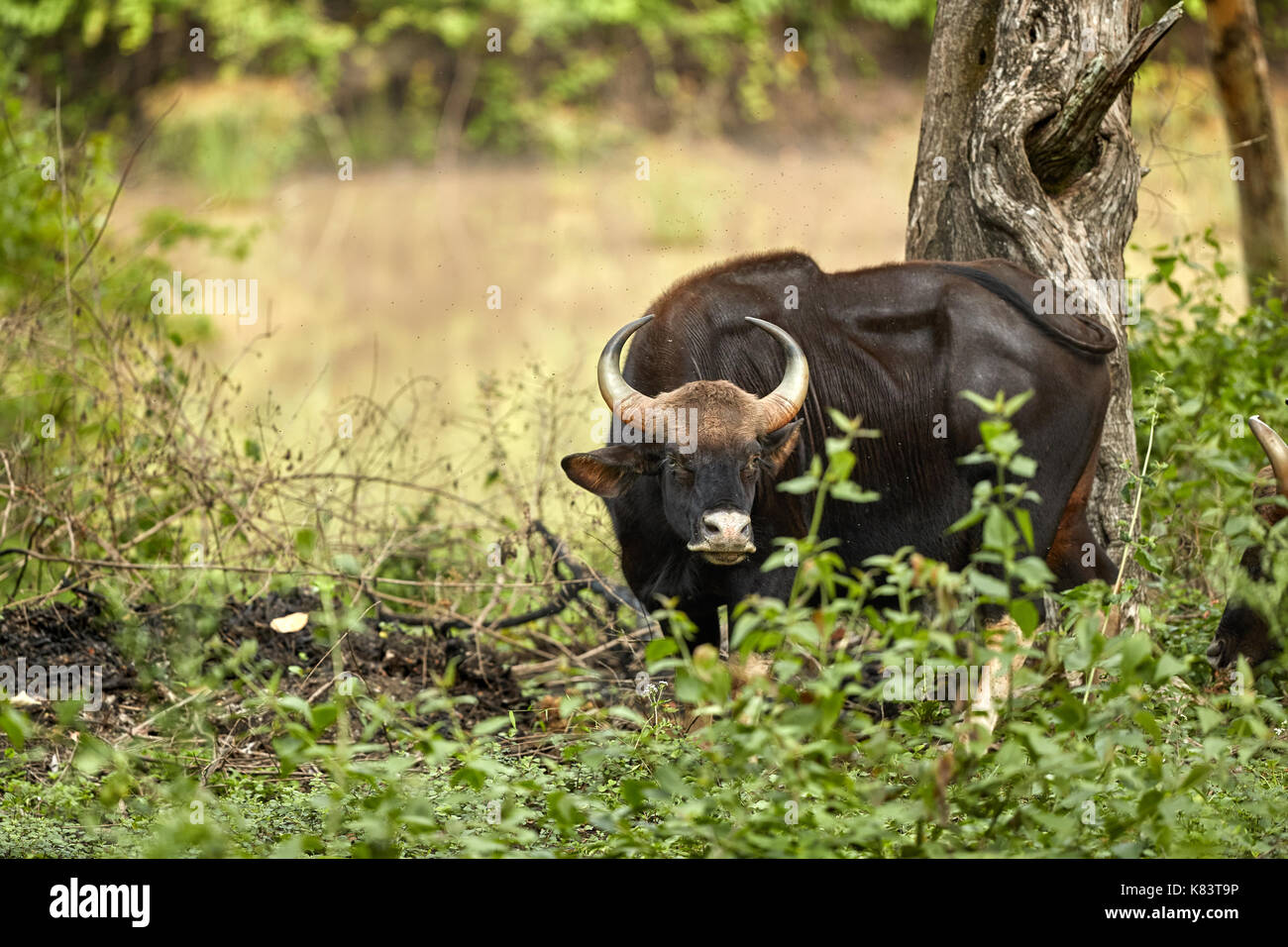 Gaur also called Indian bison, is the largest extant bovine, native to ...