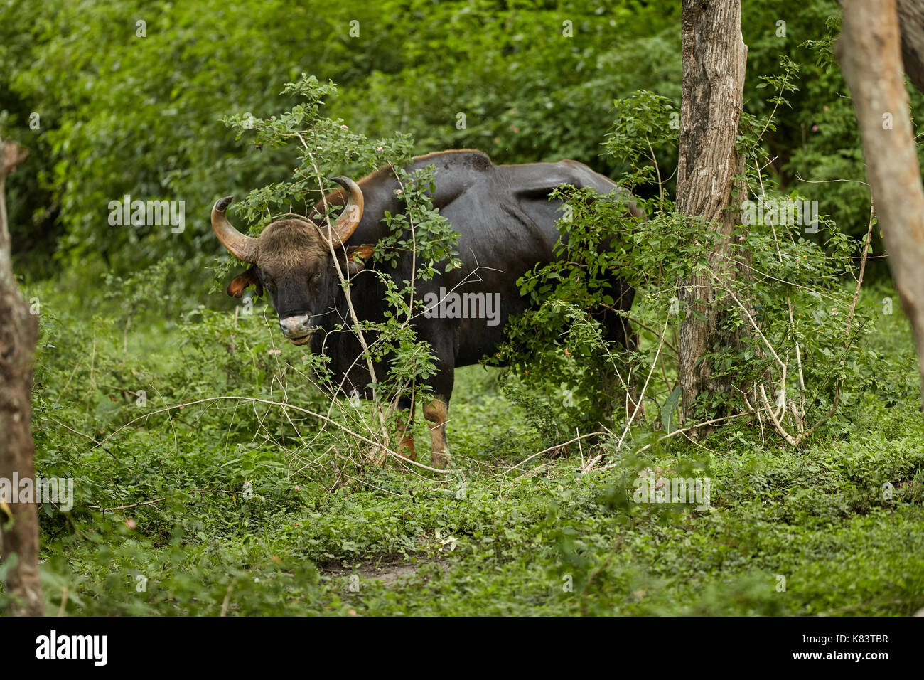 Gaur also called Indian bison, is the largest extant bovine, native to ...