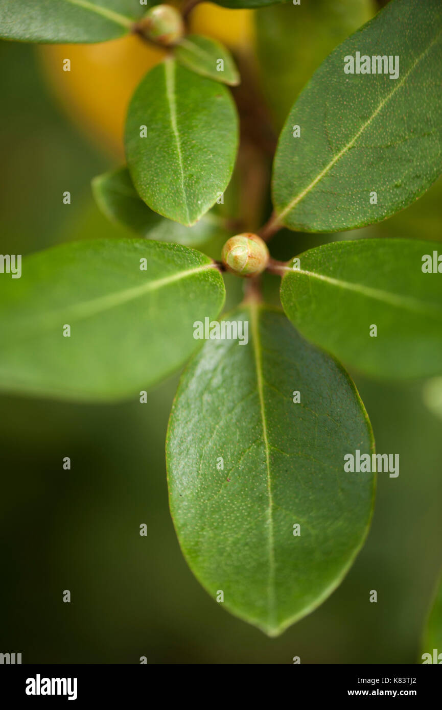 Azalea Leaves and Bud. The buds form in the summer and bloom in the ...