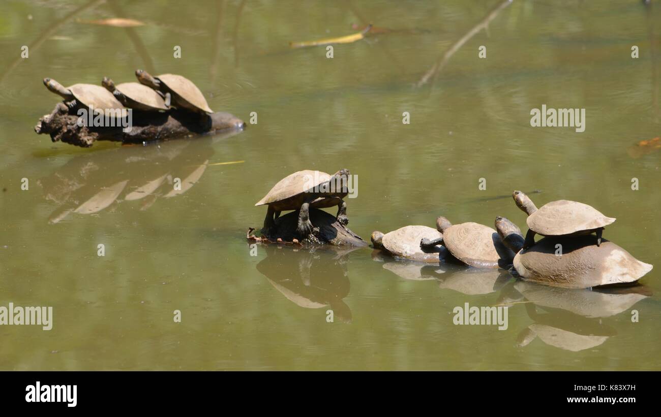 A group of Arrau river turtle (Podocnemis expansa) sunning themselves ...