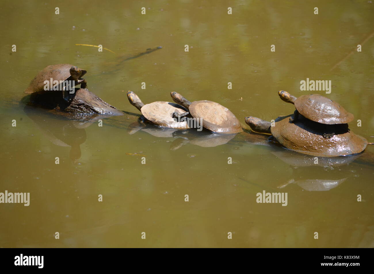 A group of Arrau river turtle (Podocnemis expansa) sunning themselves ...
