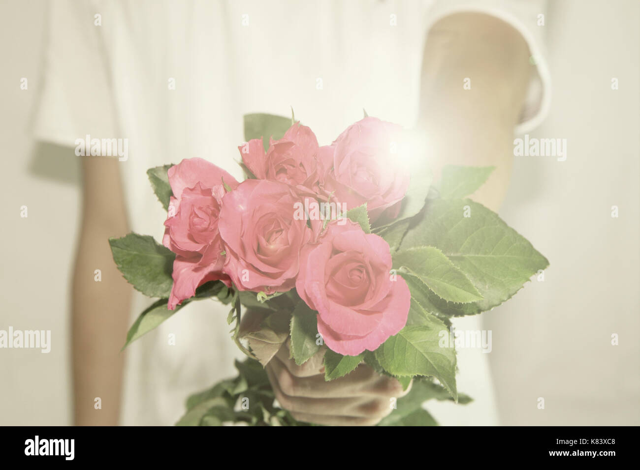 Rose for you Stock Photo - Alamy