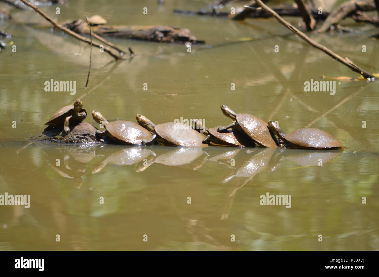 The arrau turtle podocnemis expansa hi-res stock photography and images ...