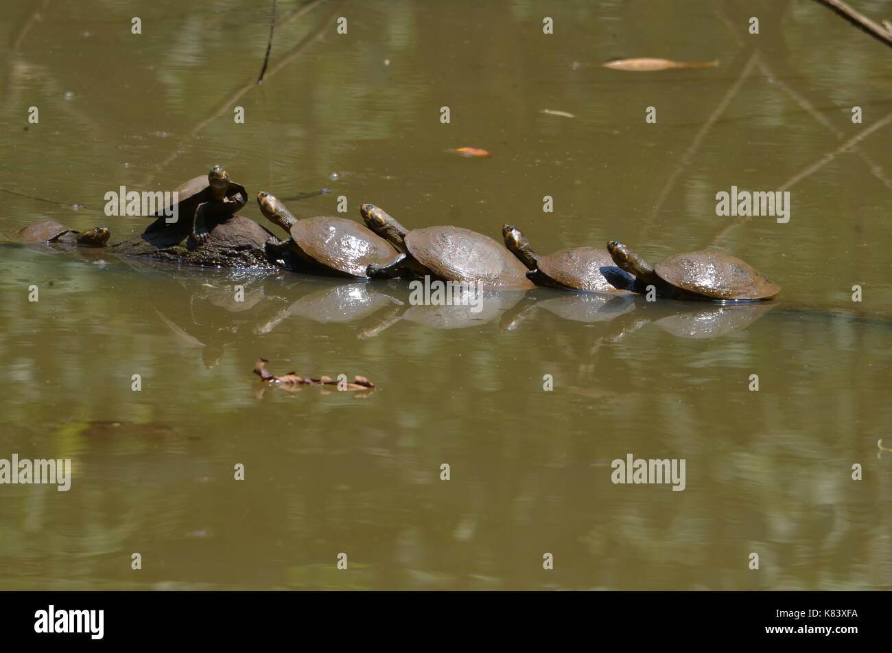 A group of Arrau river turtle (Podocnemis expansa) sunning themselves ...