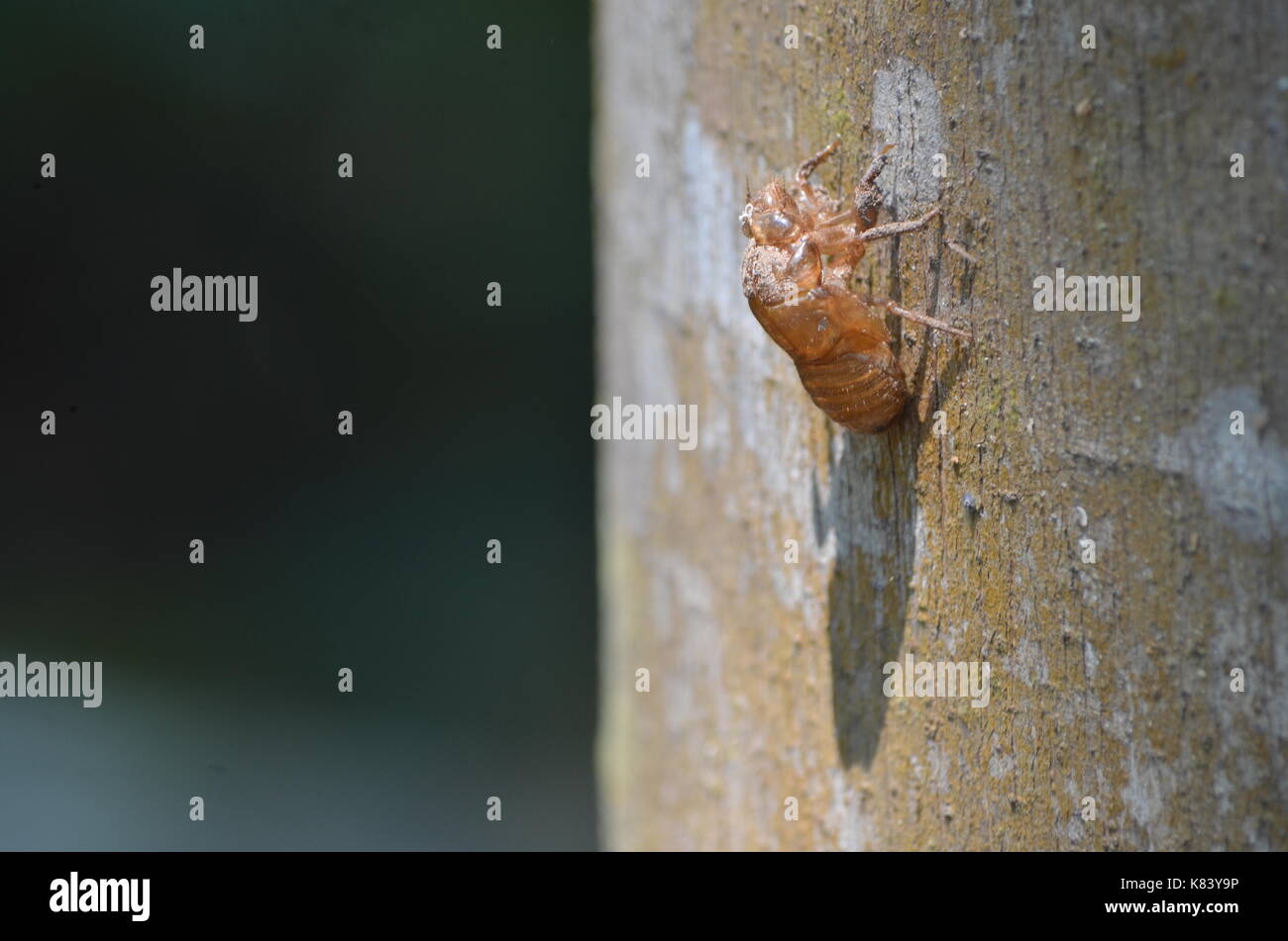 Cicada shell on a tree in the Amazon rain forest. Tambopata National ...