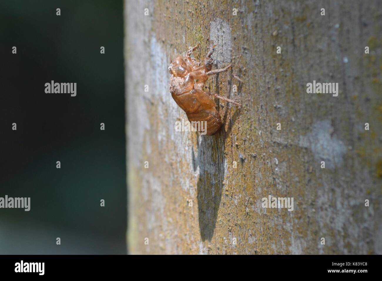 Cicada shell on a tree in the Amazon rain forest. Tambopata National ...