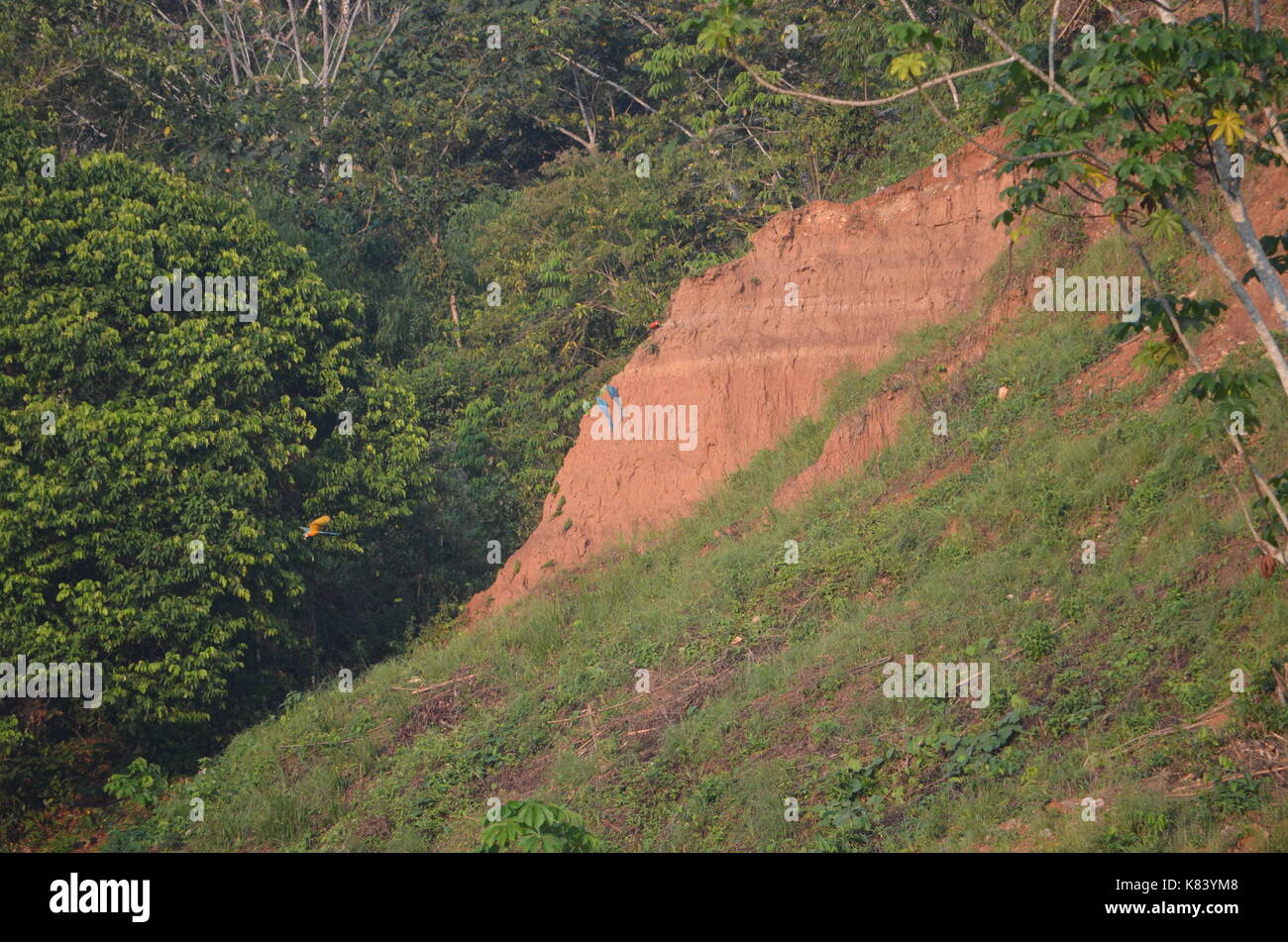 Amazon rainforest clay hi-res stock photography and images - Alamy
