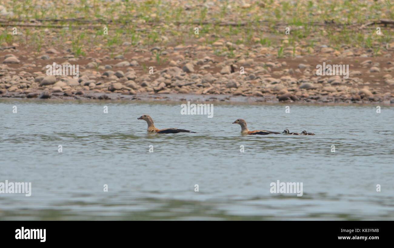 A family of Orinoco Geese on the Tambopata River. Madre de Dios, Peru ...