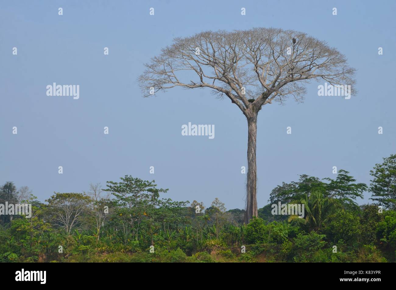 Lupuna tree hi-res stock photography and images - Alamy