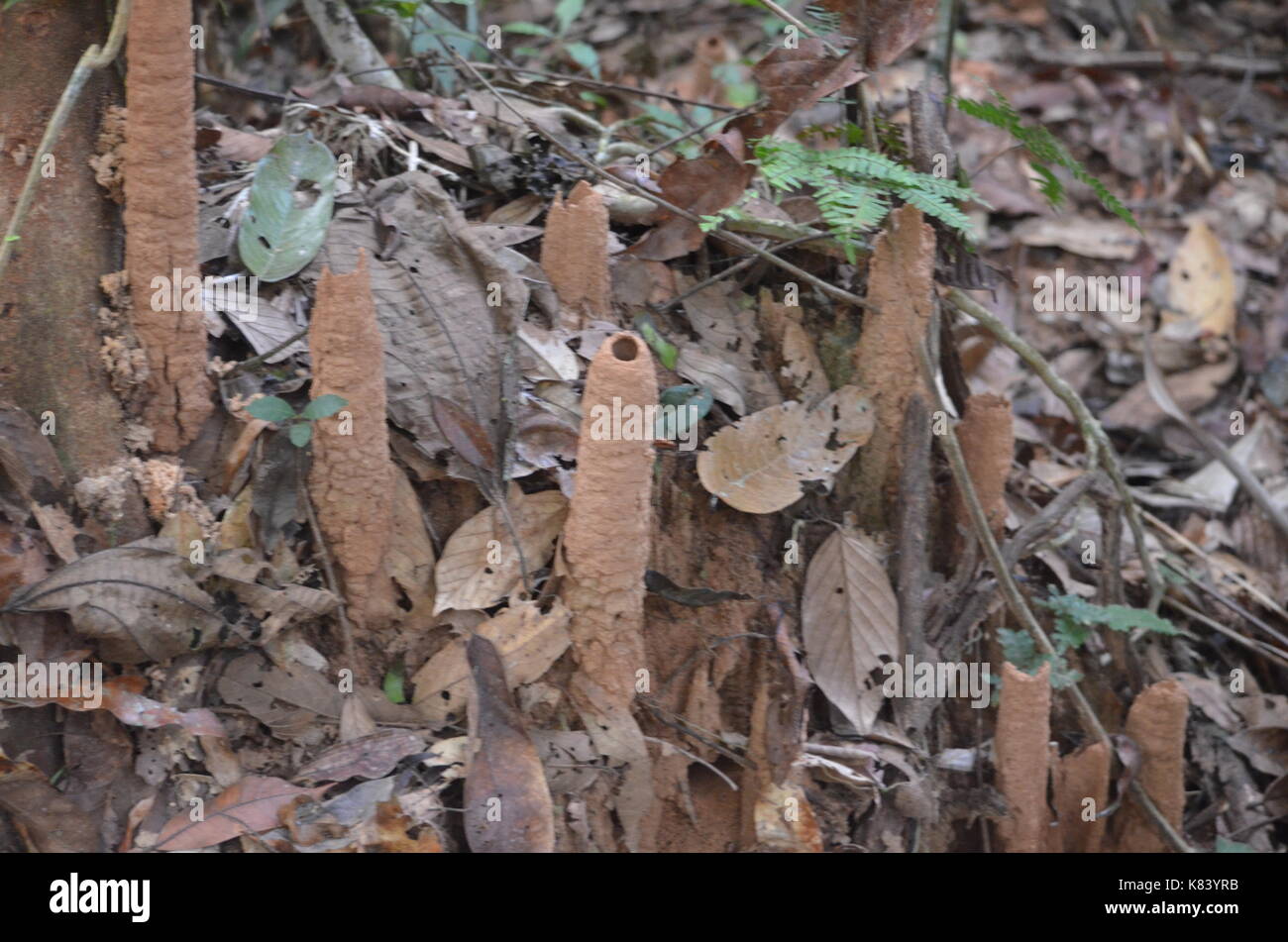 Cicada larvae mud-tubes on the ground in the Amazon rainforest ...