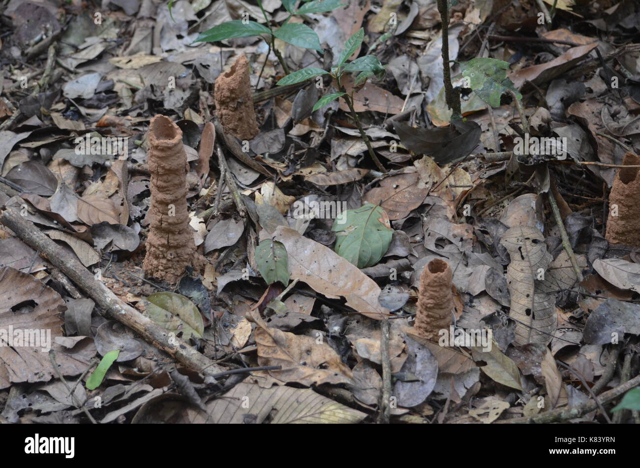 Cicada larvae mud-tubes on the ground in the Amazon rainforest ...