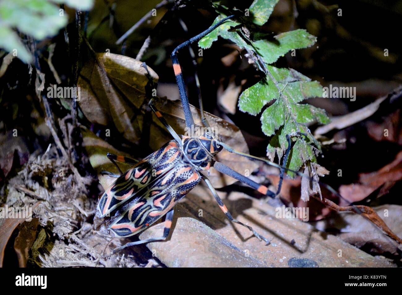 Amazon rain forest beetle hi-res stock photography and images - Alamy