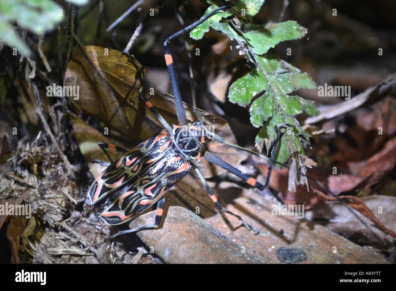 A Harlequin Long-Horned Beetle in the Amazon rain forest. Madre de Dios ...
