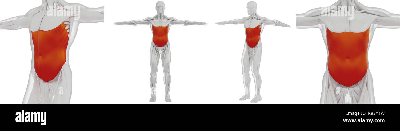 Anterior abdomen hi-res stock photography and images - Alamy