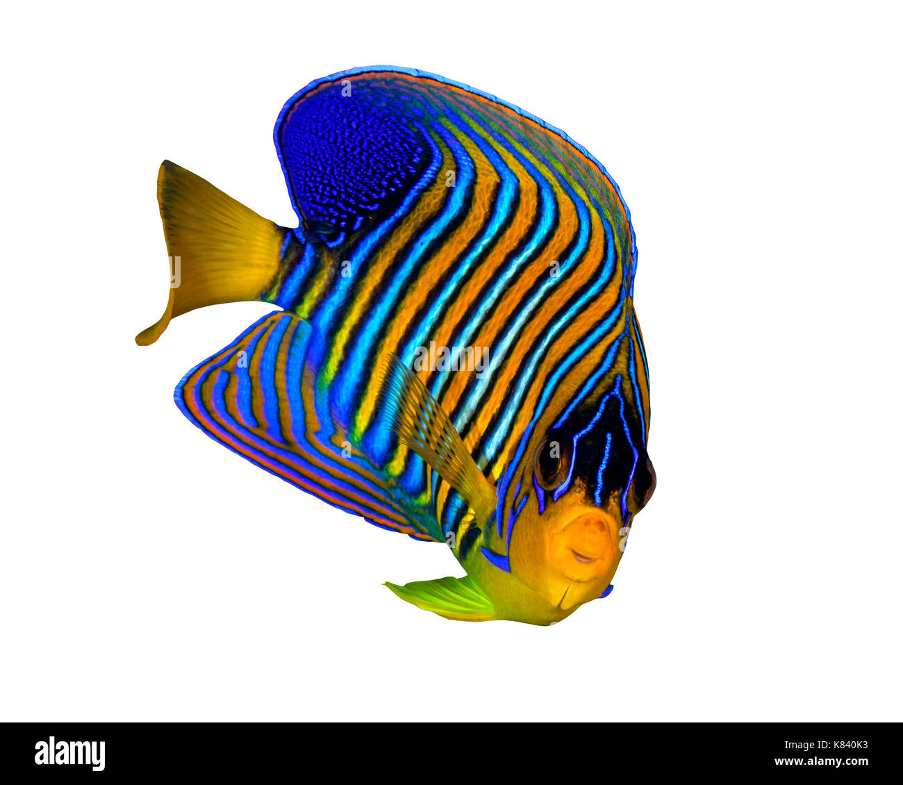Royal empress angelfish Cut Out Stock Images & Pictures - Alamy