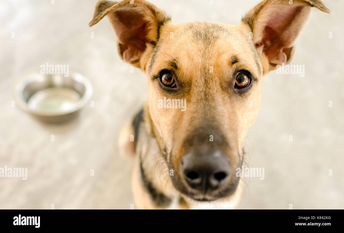 Food pets hi-res stock photography and images - Alamy
