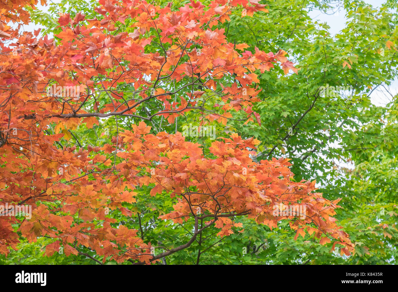 Sugar maple (Acer saccharum) display their vivid autumn colours in ...