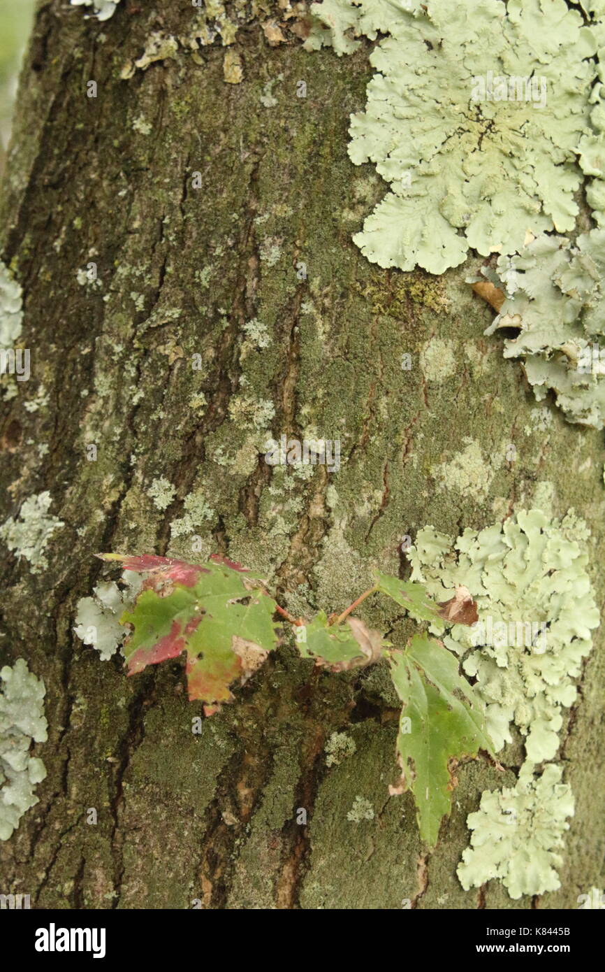 Lichen forest hi-res stock photography and images - Alamy