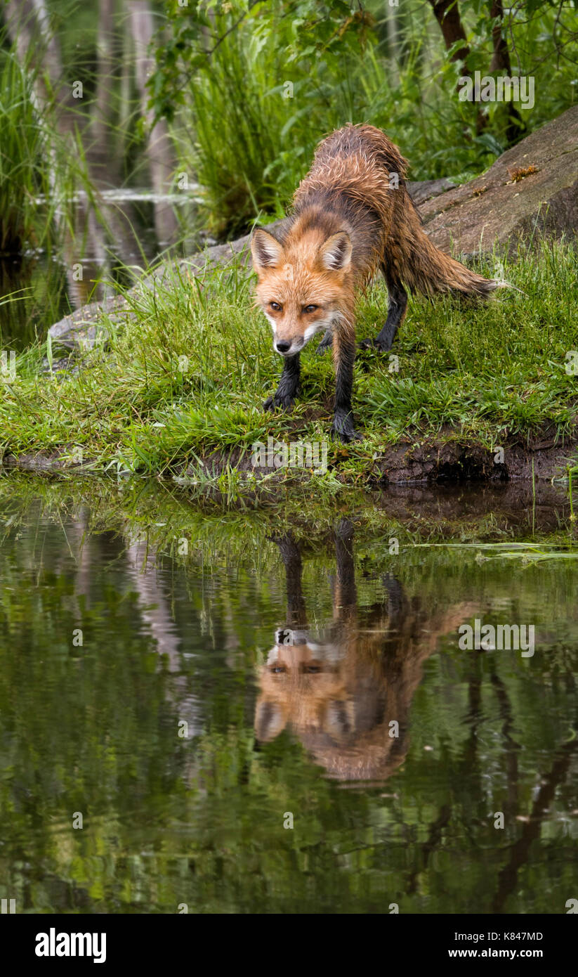 Red fox with clear reflection in quiet lake Stock Photo - Alamy
