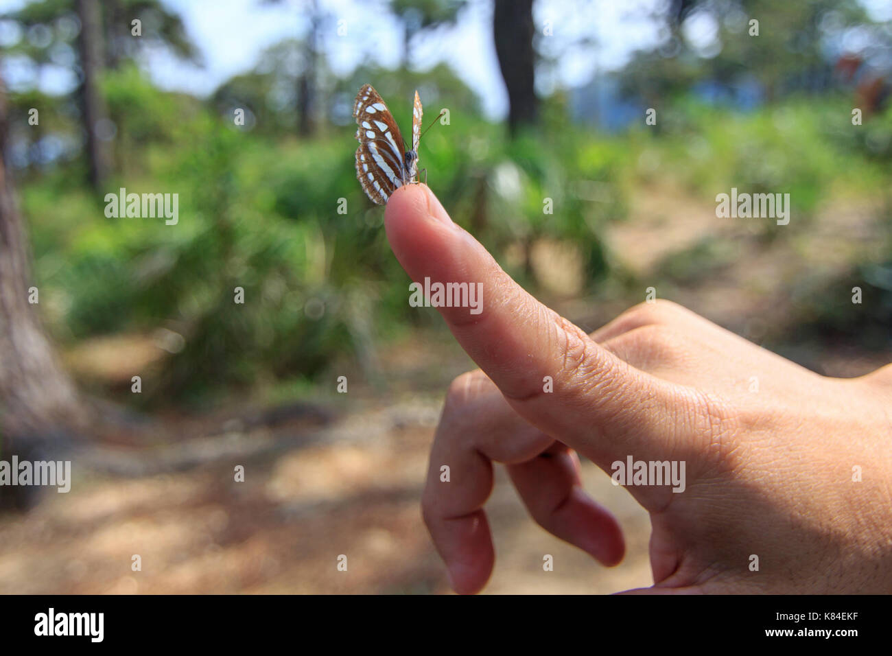 Butterfly at the finger of human Stock Photo - Alamy