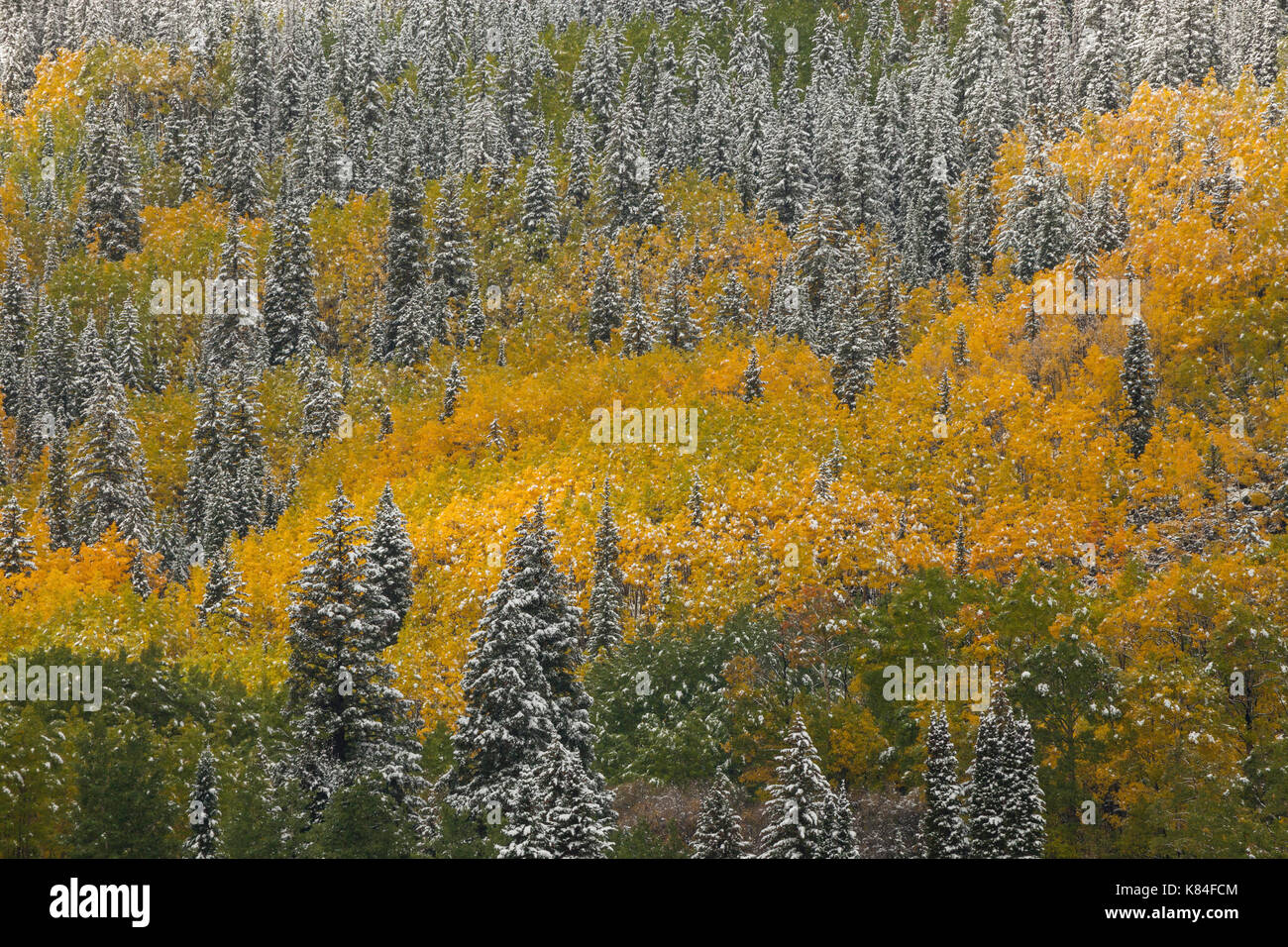 Early snow, autumn, Maroon Bells-Snowmass Wilderness, Colorado Stock ...