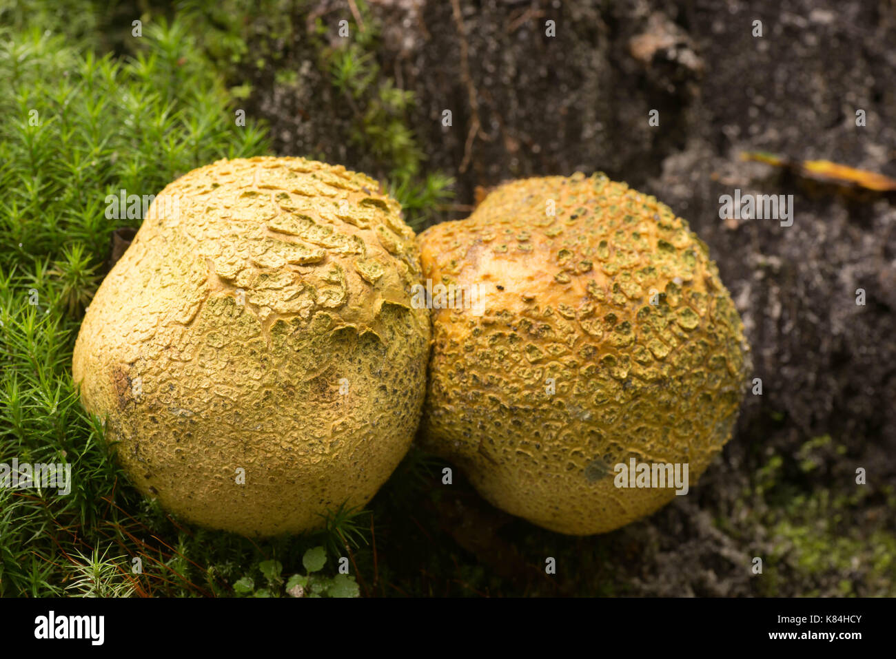 Unedible inedible hi-res stock photography and images - Alamy