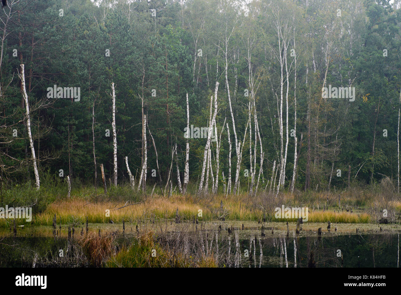 fall lanscape with birch trees forest and swamp pond Stock Photo - Alamy