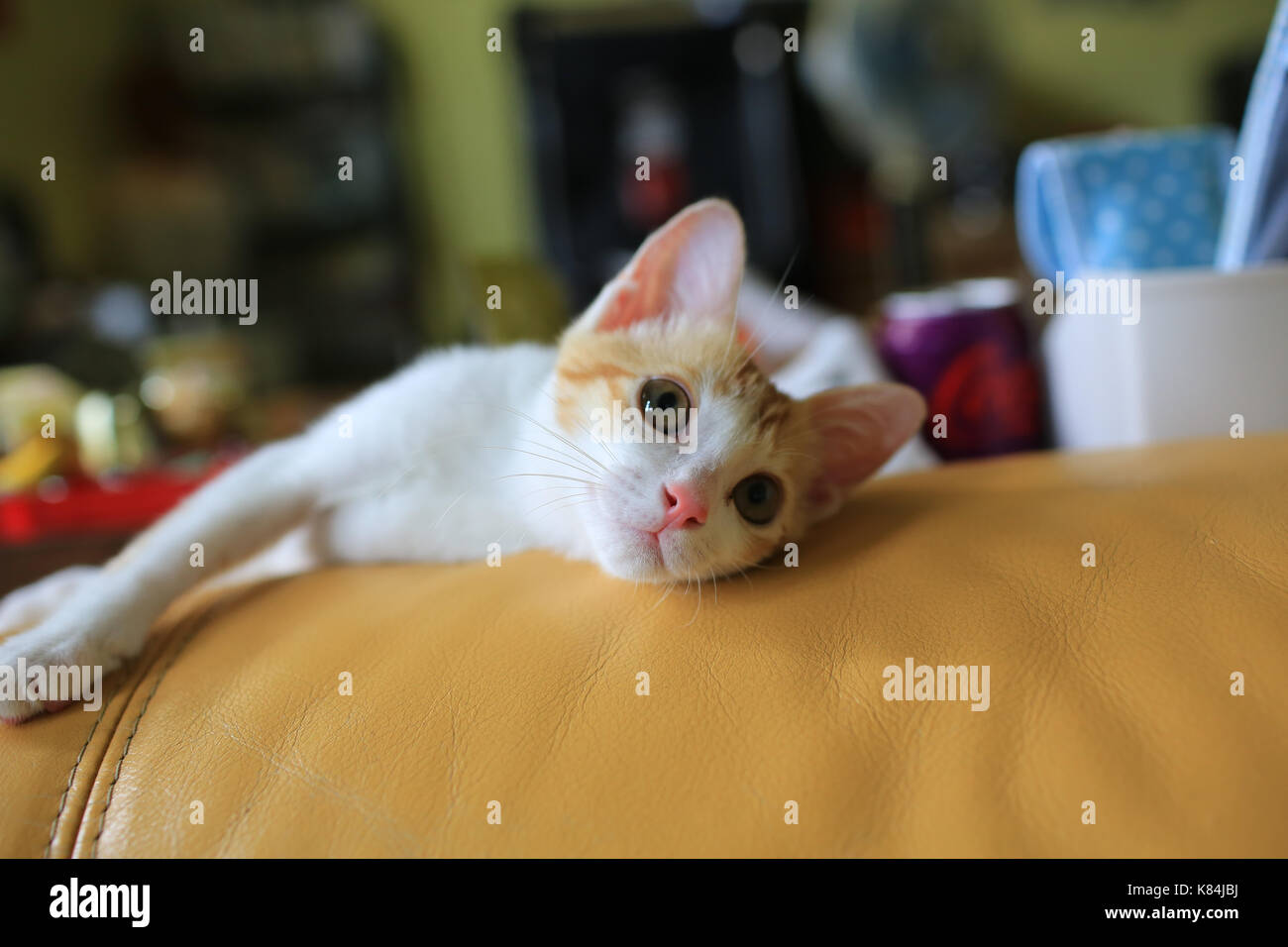 small cat look up Stock Photo - Alamy
